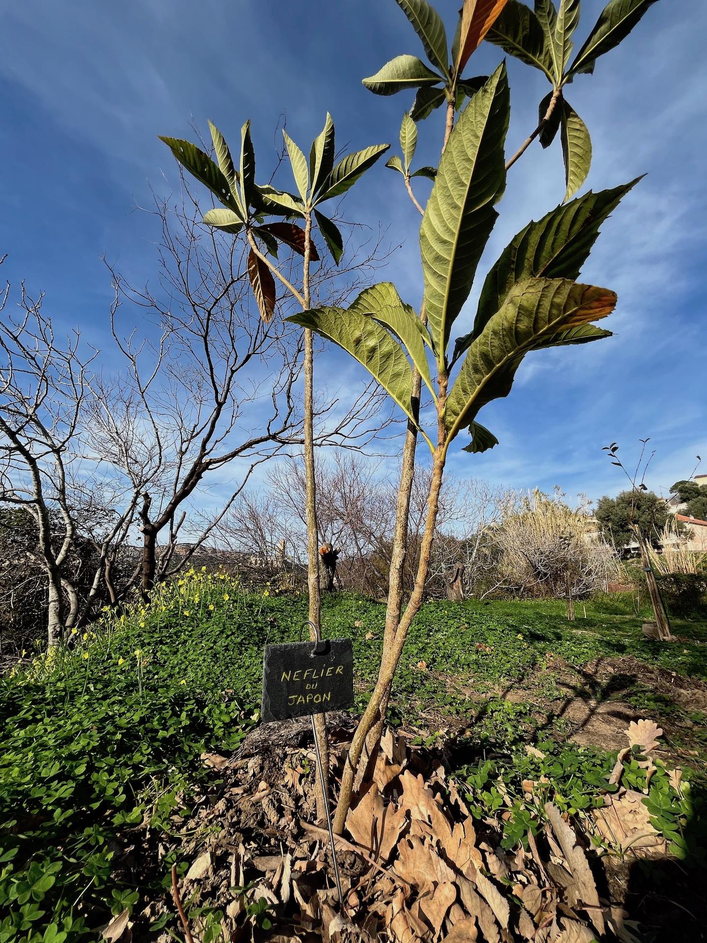 Plantation simultanée de vignes et d'arbres fruitiers